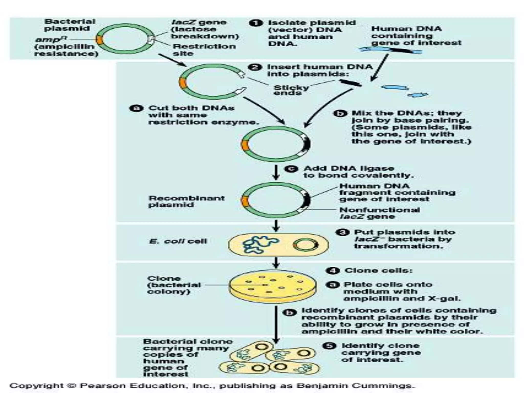 Polymerase Chain Reaction, PCR-139, Definition, Principle, Types and ...
