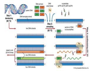 Polymerase Chain Reaction, PCR-139, Definition, Principle, Types and ...