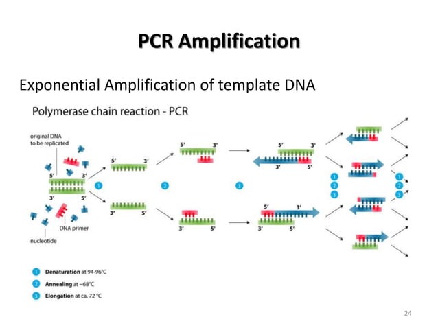 polymerase Chain Reaction(PCR) | PPTX