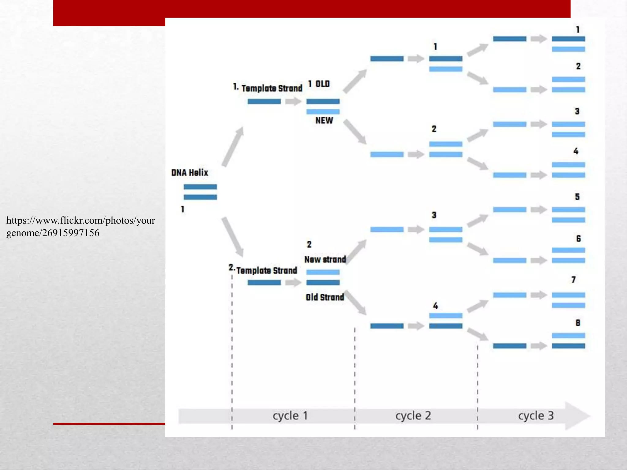 PCR - Polymerase Chain Reaction | PPT
