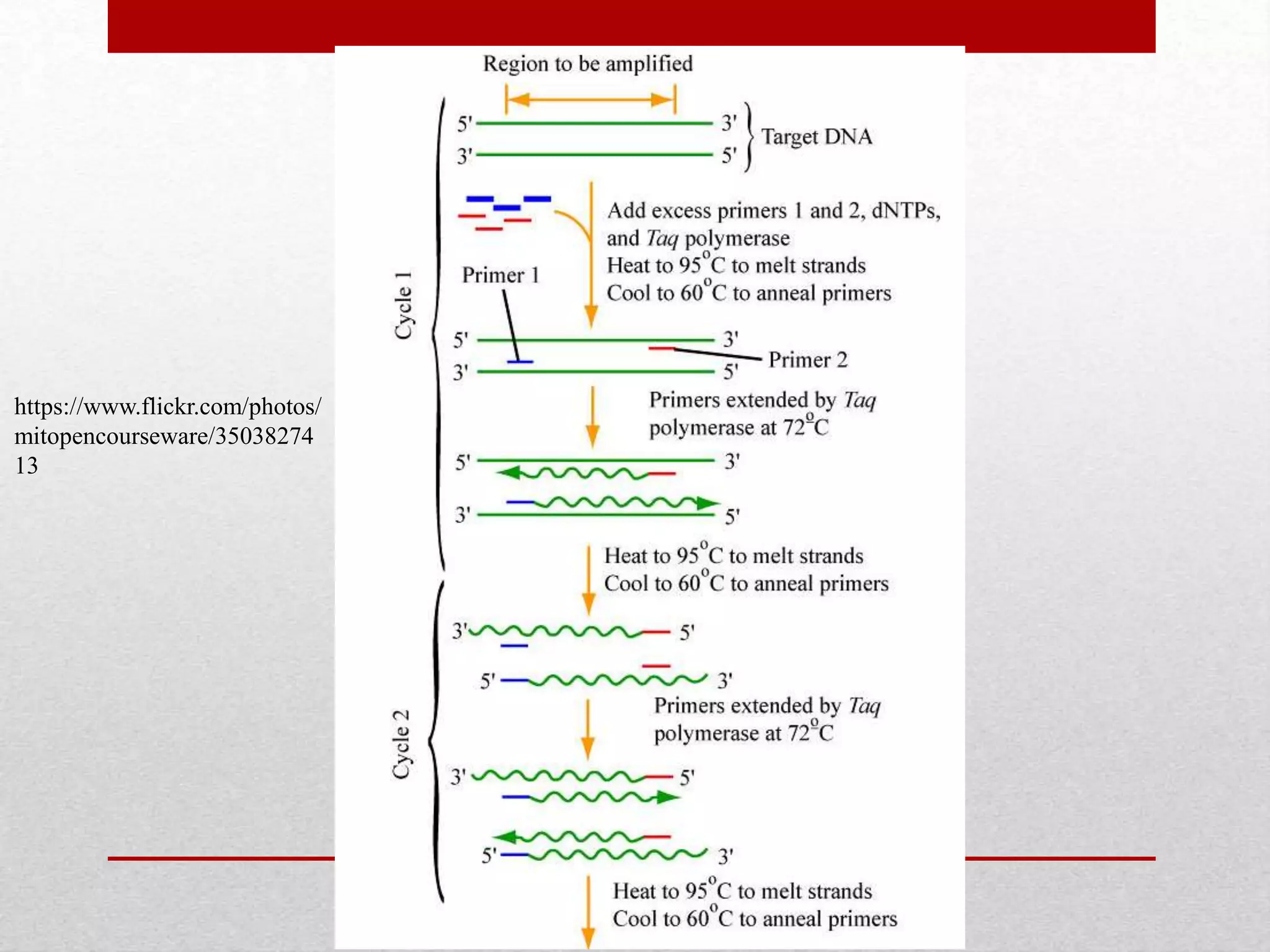 PCR - Polymerase Chain Reaction | PPT