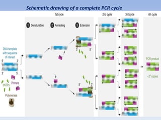 Polymerase chain reaction | PPT