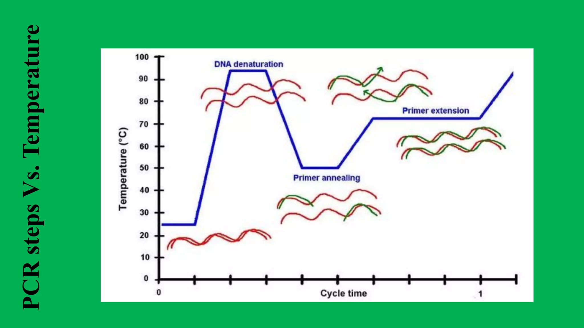 Pcr | PDF