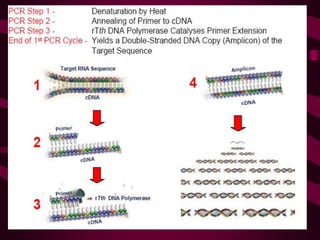 Polymerase Chain Reaction | PPT