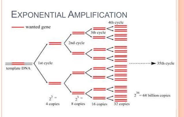 Polymerase Chain Reaction | PPTX