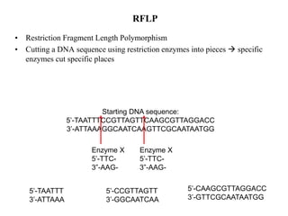 Pcr | PDF