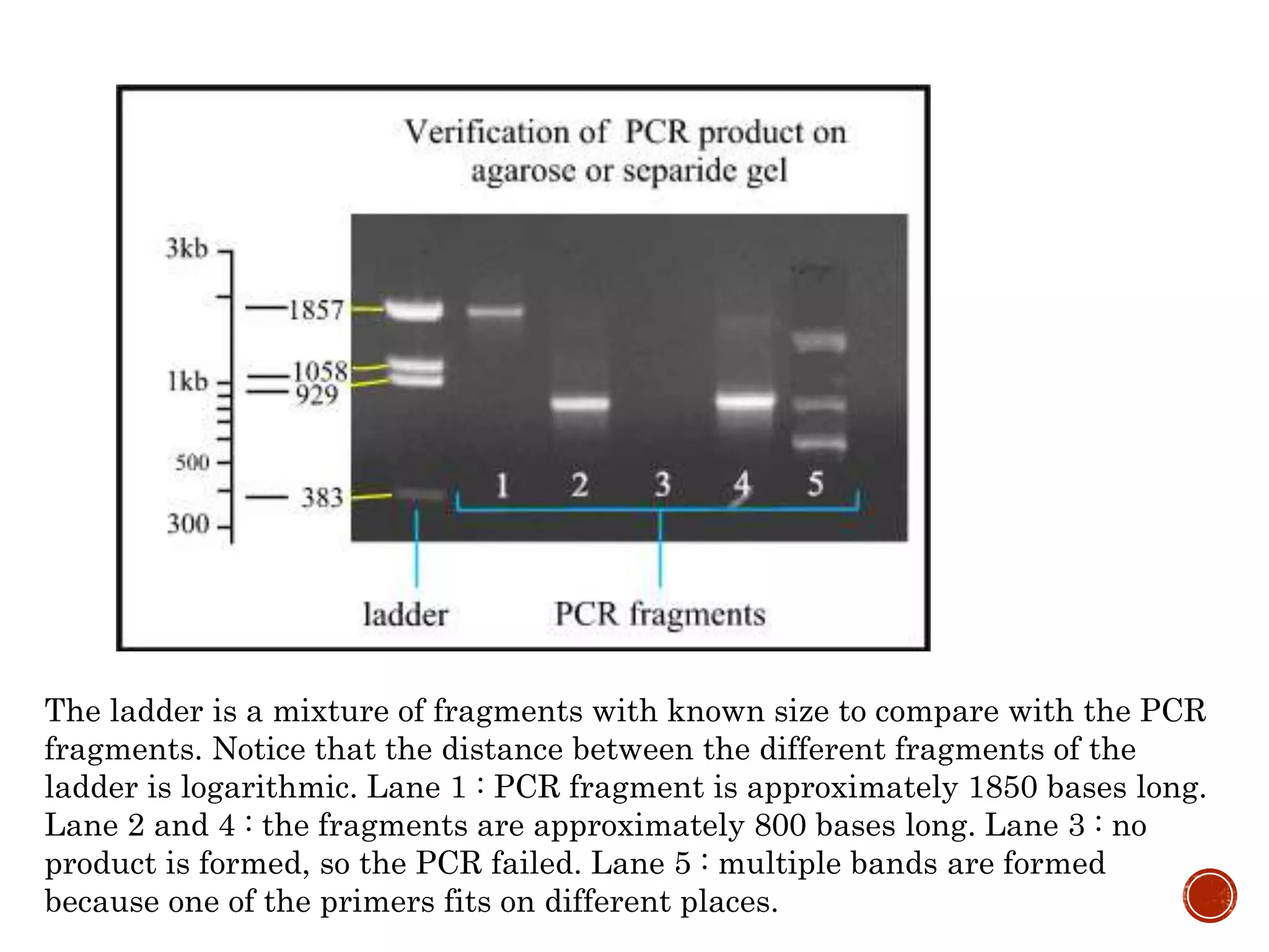 Pcr, Polymerase chain reaction principle of PCR, #PCR | PPTX