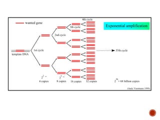 Pcr, Polymerase chain reaction principle of PCR, #PCR | PPTX