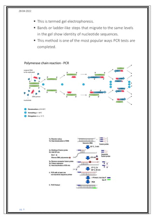 PCR.docx