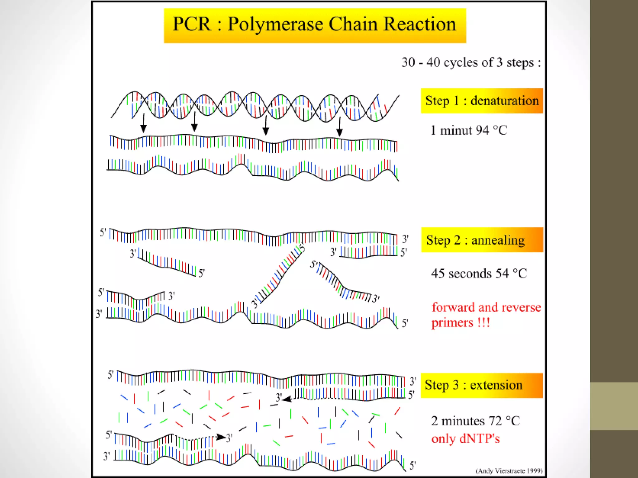 PCR.pptx