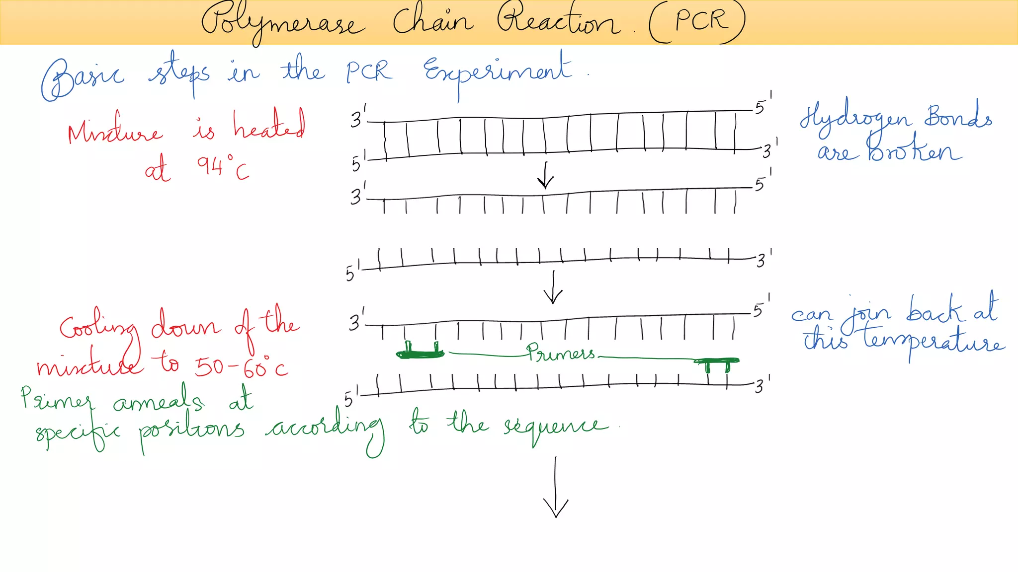 Polymerase Chain Reaction | a short note | Arman Firoz | PDF