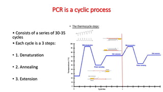 PCR.pptx