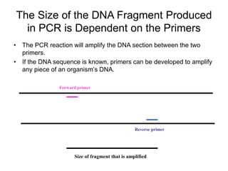 PCR.ppt