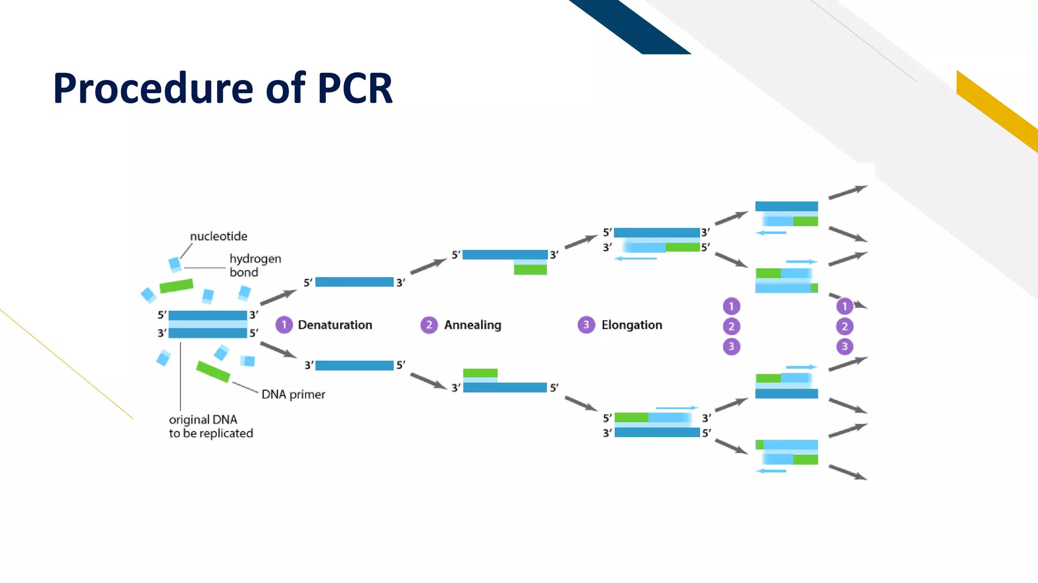 pcr.pptx