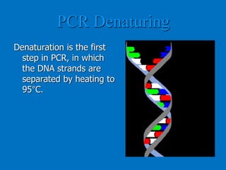 PCR | PPT