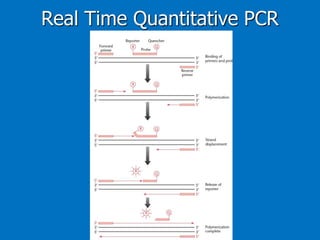PCR | PPT