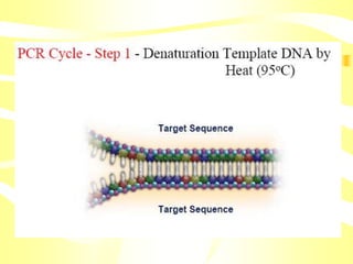 PCR.Lecture 5.ppt