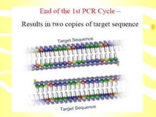 PCR.Lecture 5.ppt