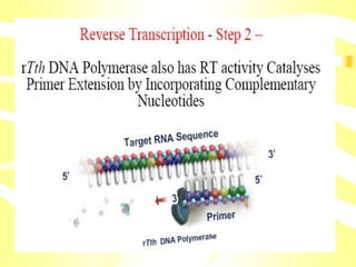 PCR.Lecture 5.ppt
