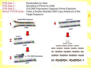 PCR.Lecture 5.ppt