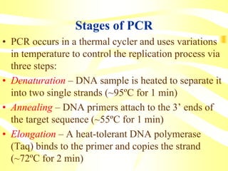 PCR.Lecture 5.ppt