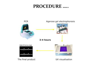 Introduction to Polymerase Chain Reaction (PCR) | PPT