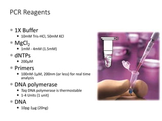 Introduction to Polymerase Chain Reaction (PCR) | PPT