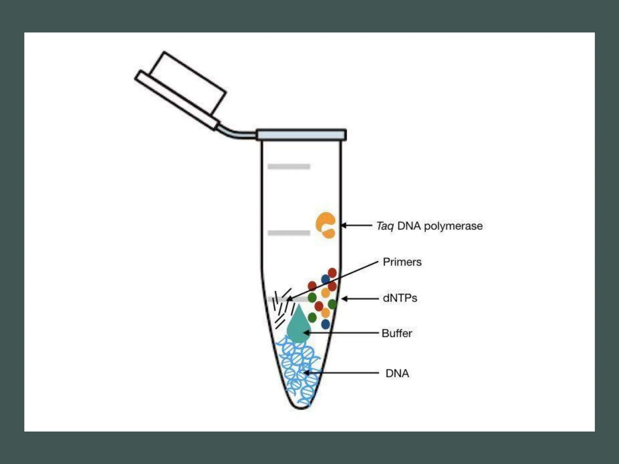 polymerase chain reaction (PCR): Concepts and Indications.pdf