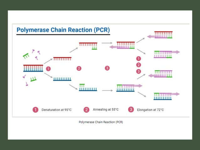 polymerase chain reaction (PCR): Concepts and Indications.pdf