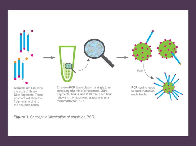 polymerase chain reaction (PCR): Concepts and Indications.pdf