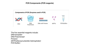 pcr.pdf molecular genetics pdf pcr practicale | PDF | Chemistry | Science