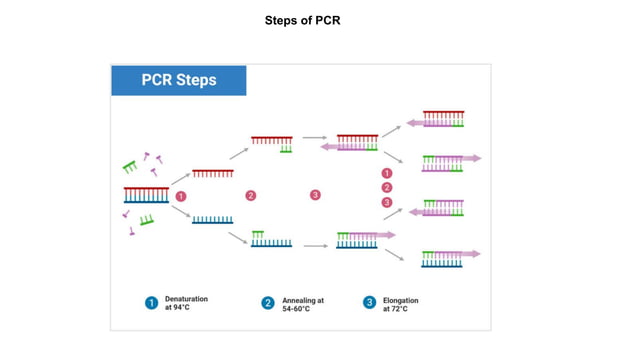 pcr.pdf molecular genetics pdf pcr practicale | PDF | Chemistry | Science