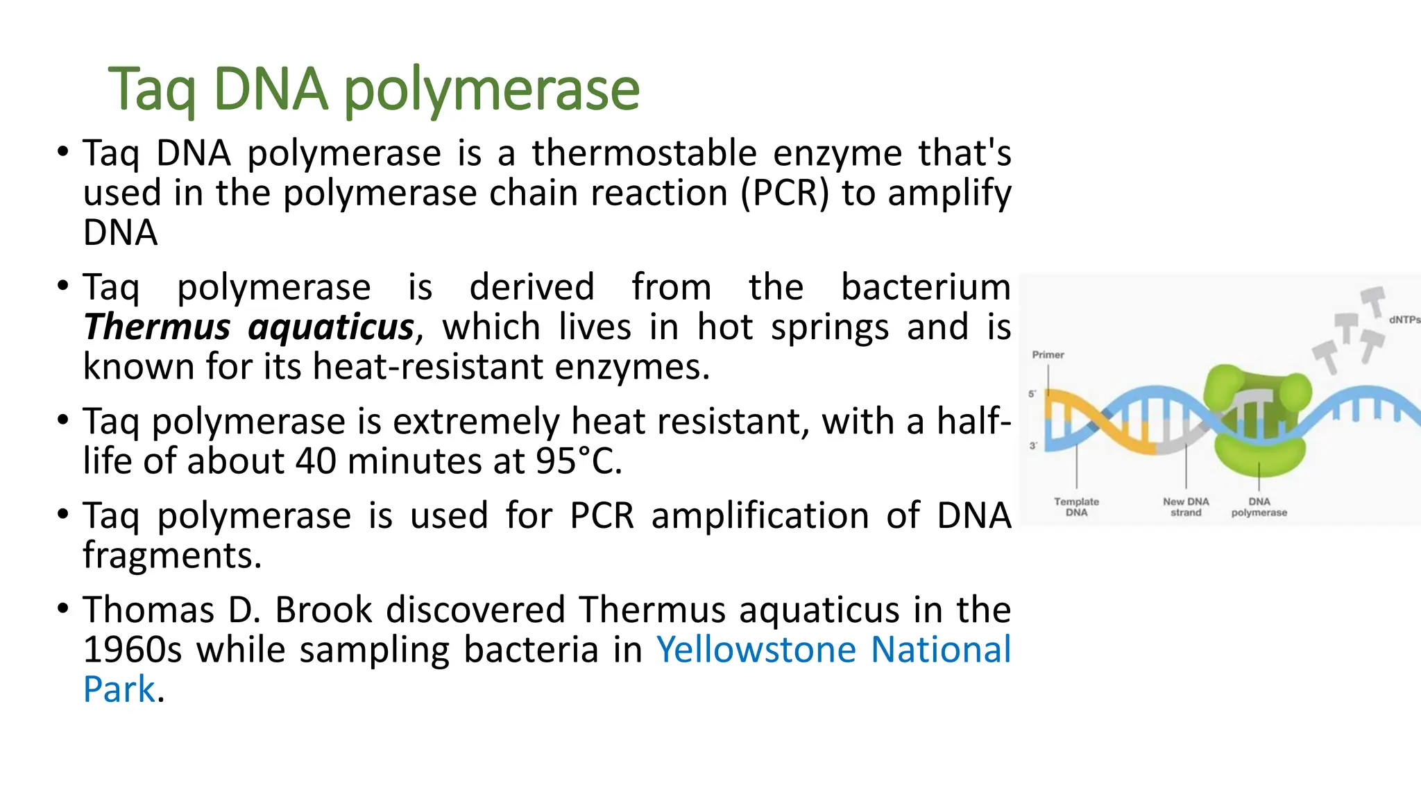 Polymerase Chain Reaction (PCR)- Steps and Application | PDF