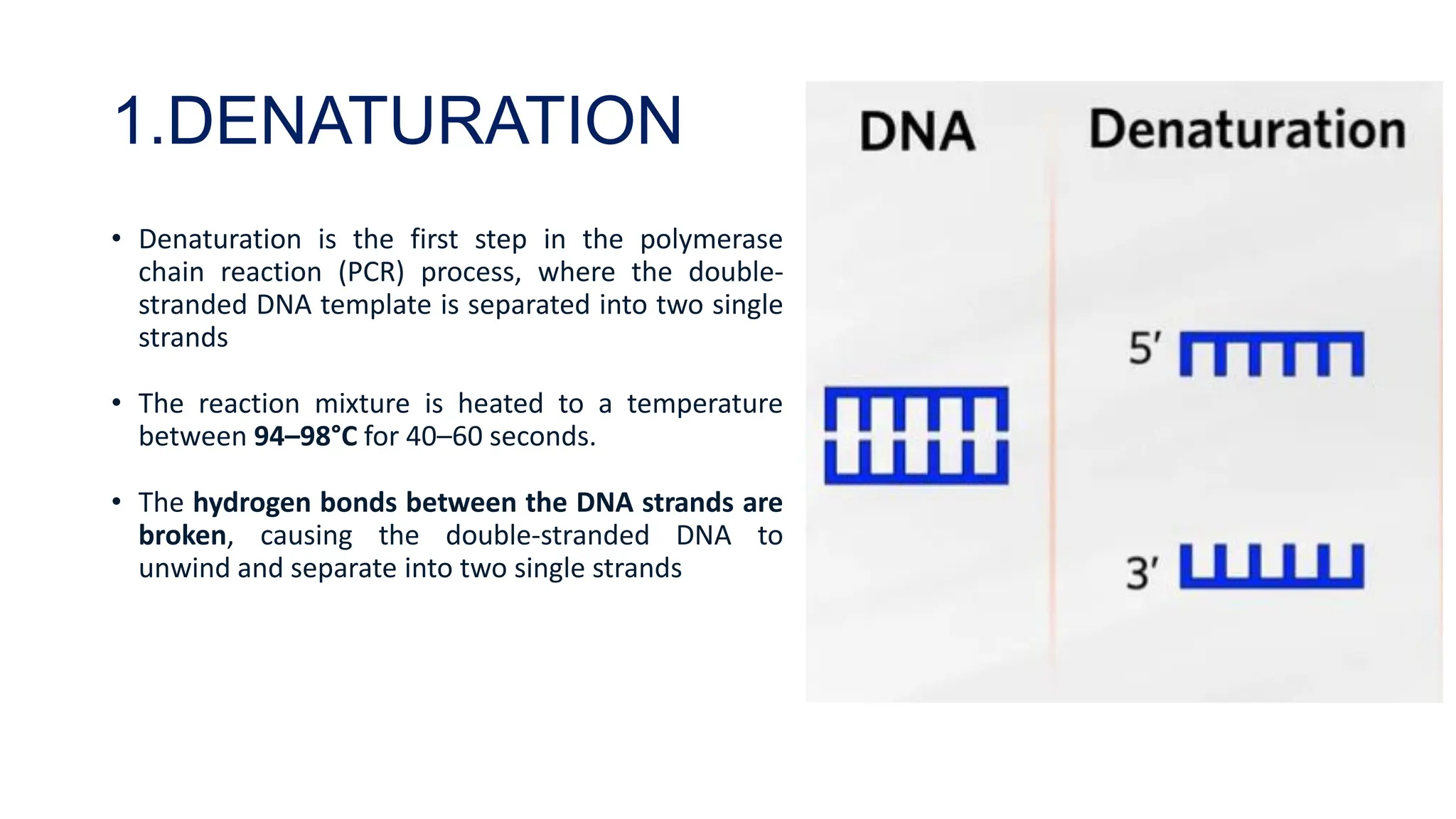 Polymerase Chain Reaction (PCR)- Steps and Application | PDF
