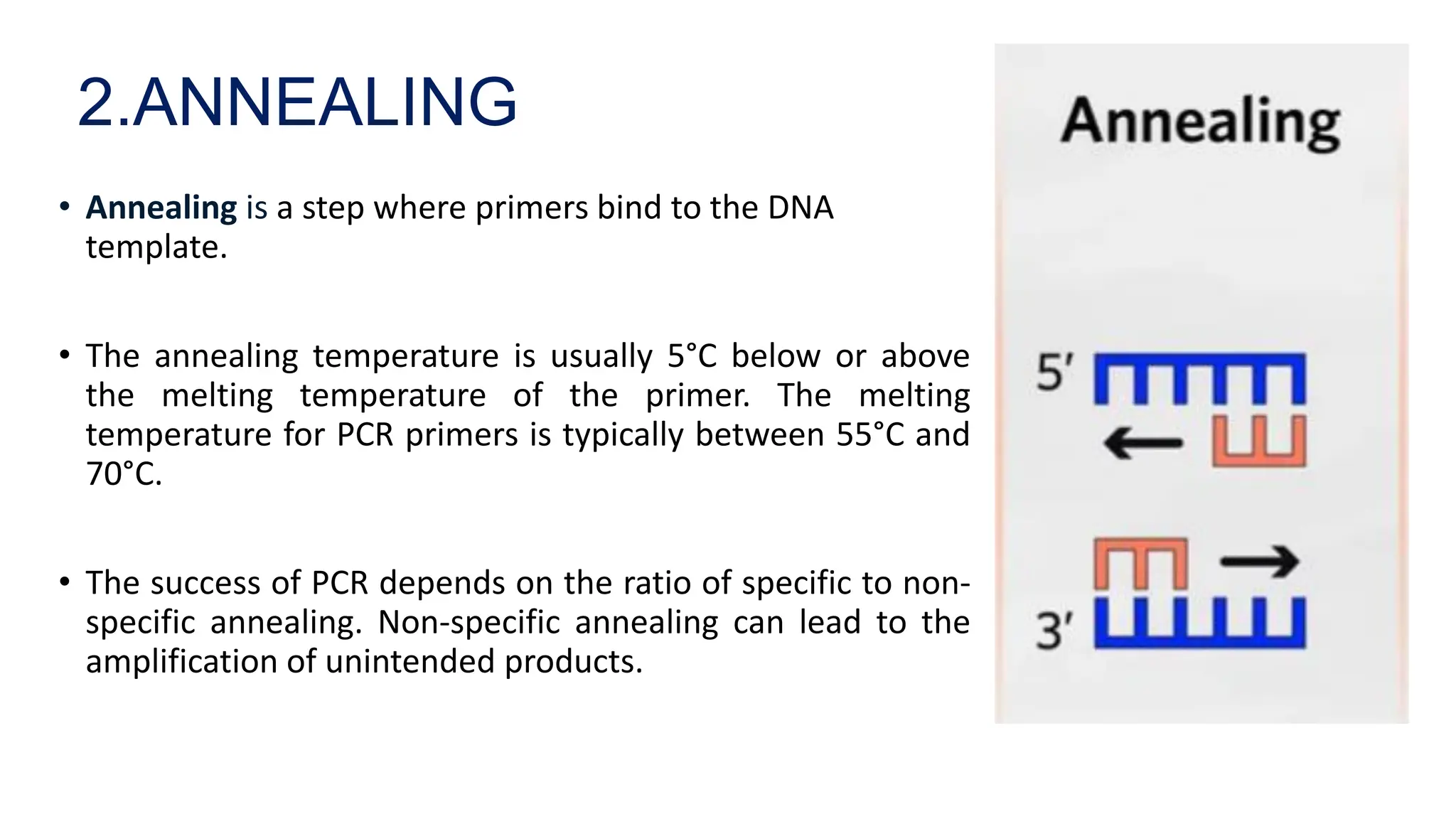 Polymerase Chain Reaction (PCR)- Steps and Application | PDF