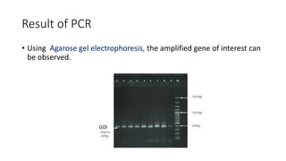 Polymerase Chain Reaction (PCR)- Steps and Application | PDF