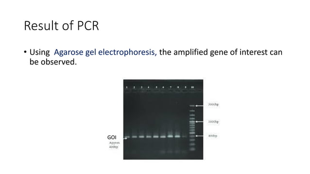 Polymerase Chain Reaction (PCR)- Steps and Application | PPT