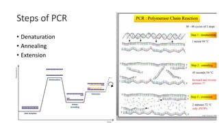 Polymerase Chain Reaction (PCR)- Steps and Application | PDF