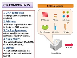 PCR technique multiplication of DNA explain by himank | PDF