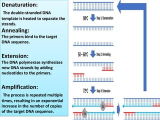 PCR technique multiplication of DNA explain by himank | PDF