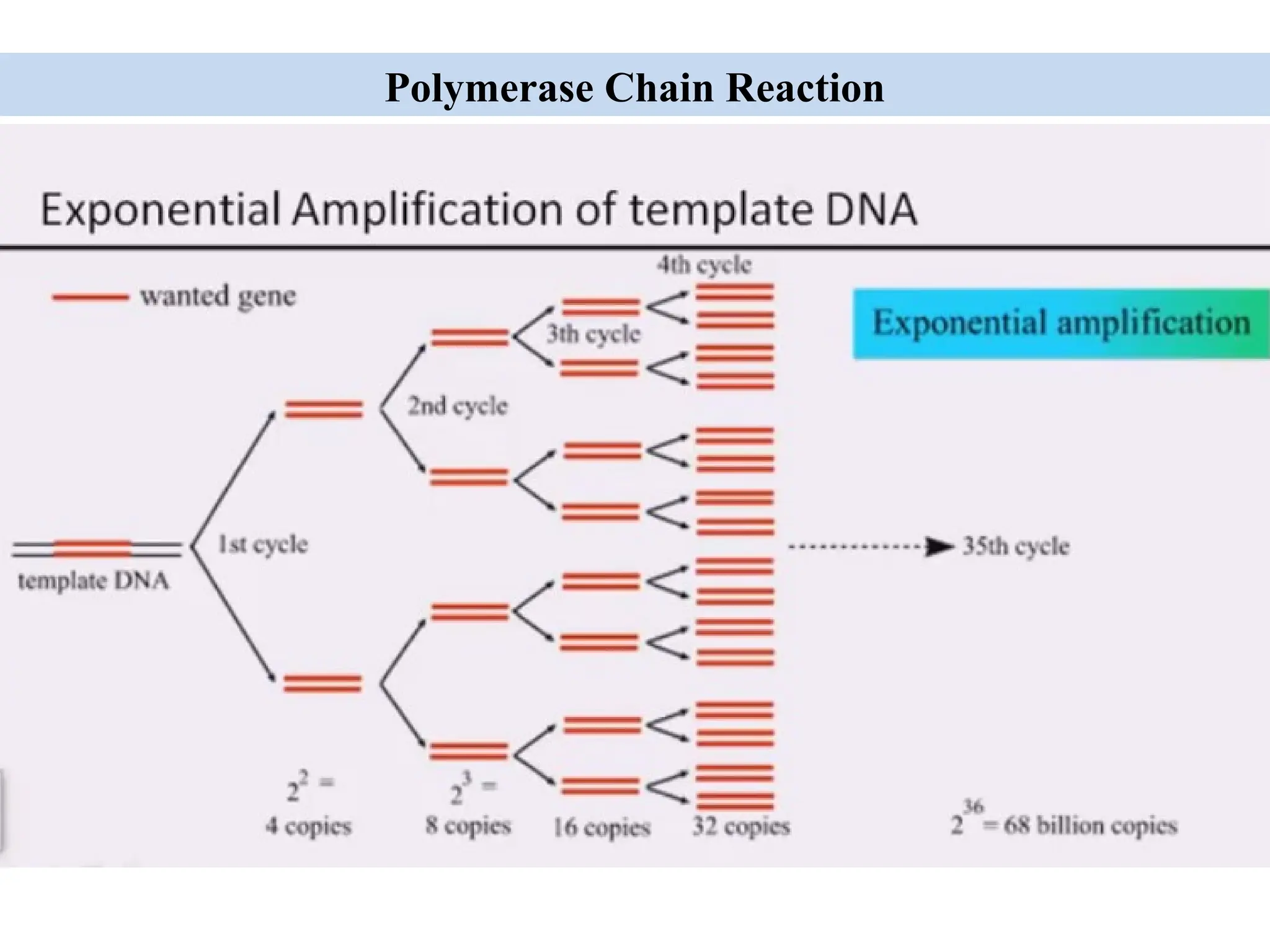 Basics and types of Polymerase Chain Reaction.pptx