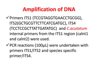 Pcr based detection of colletotrichum acutatum | PPTX