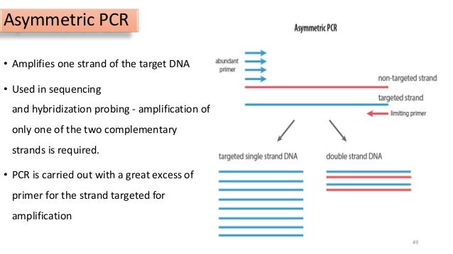 Pcr Polymerase Chain Reaction