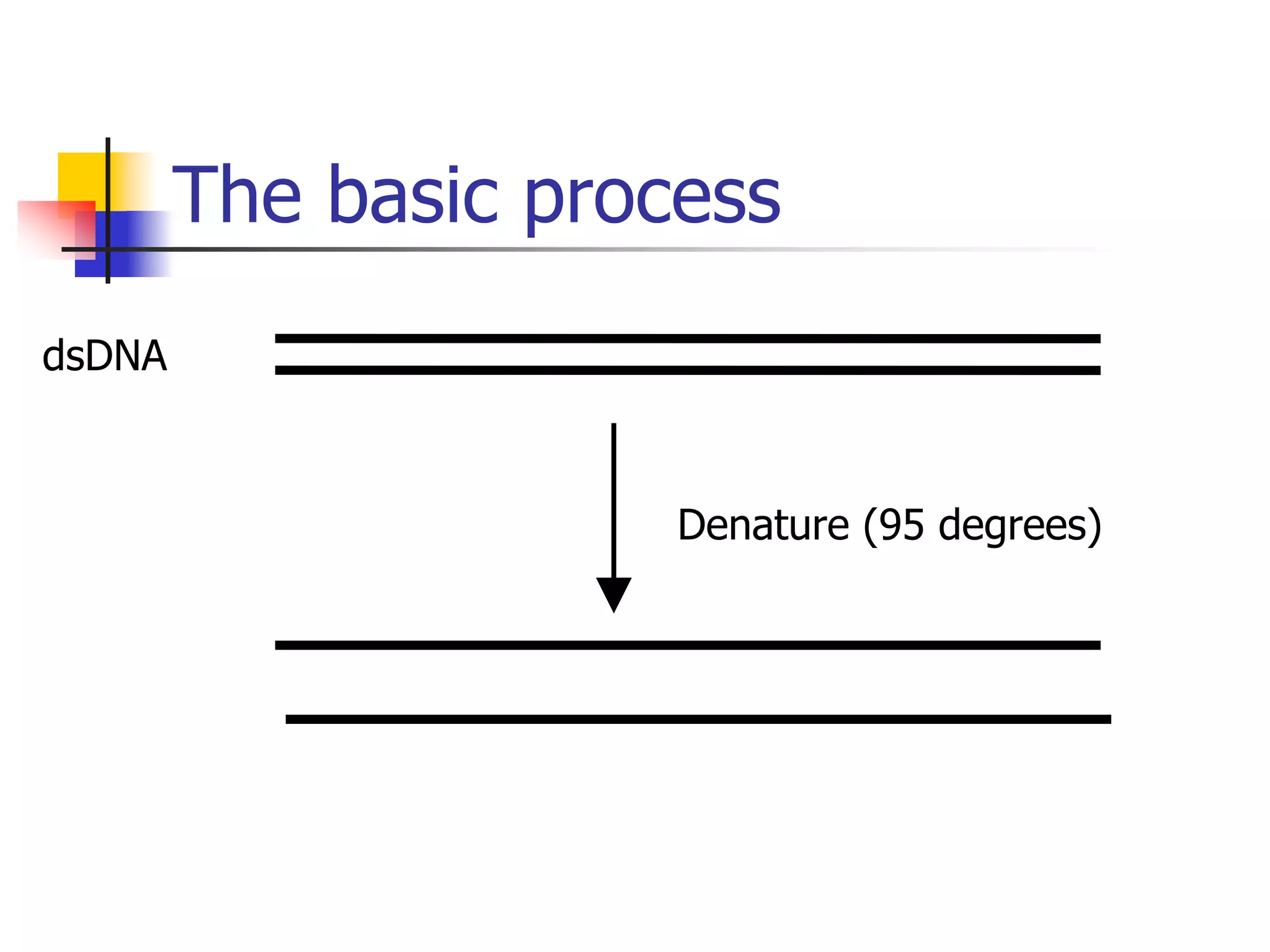 PCR PPT | PDF