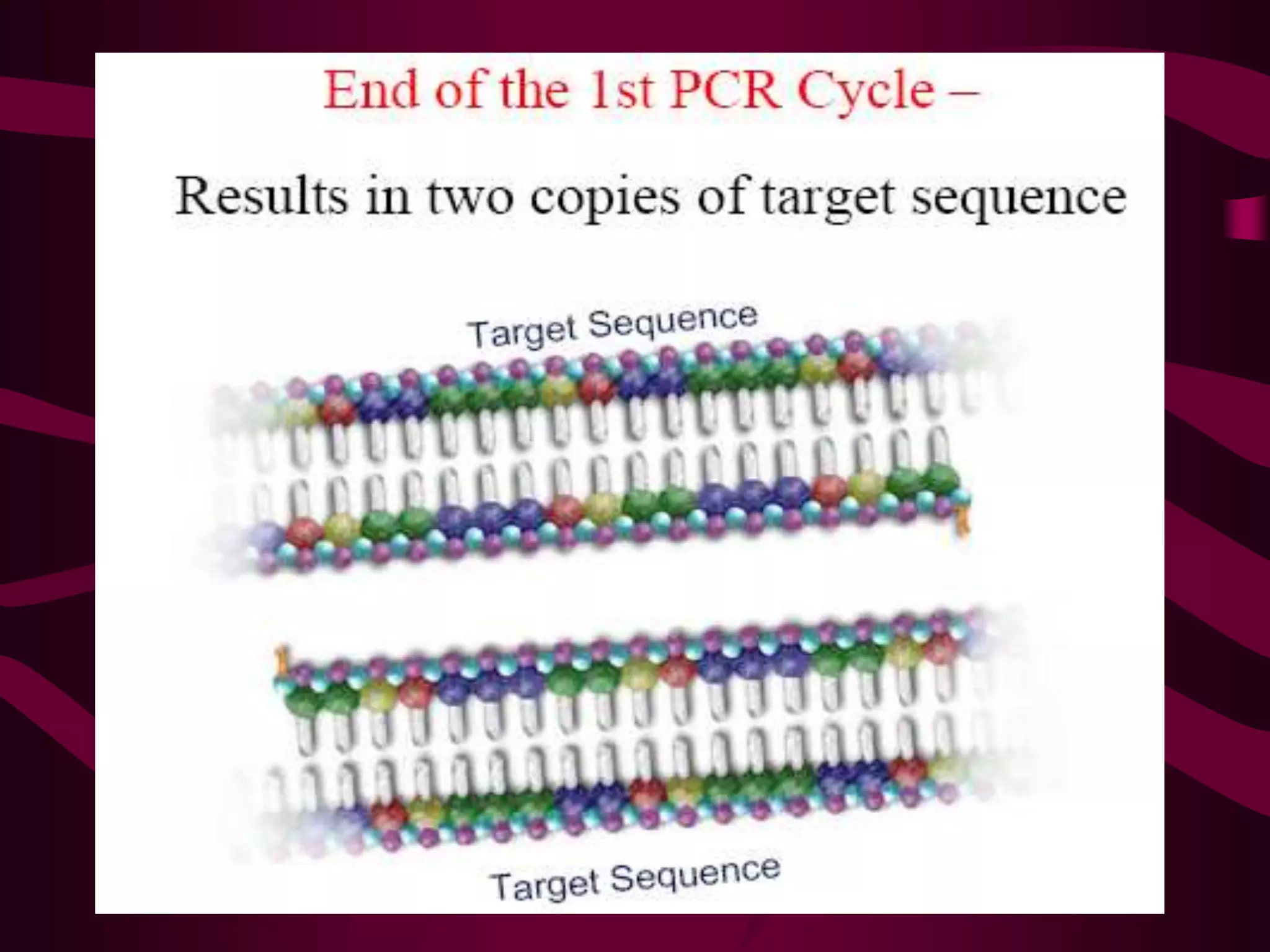 PCR-Presentation.ppt