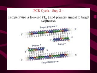 PCR-Presentation.ppt