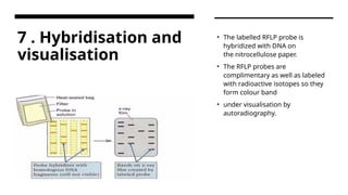 PCR RFLP for the genotype mapping and used in DNA fingerprinting | PPTX