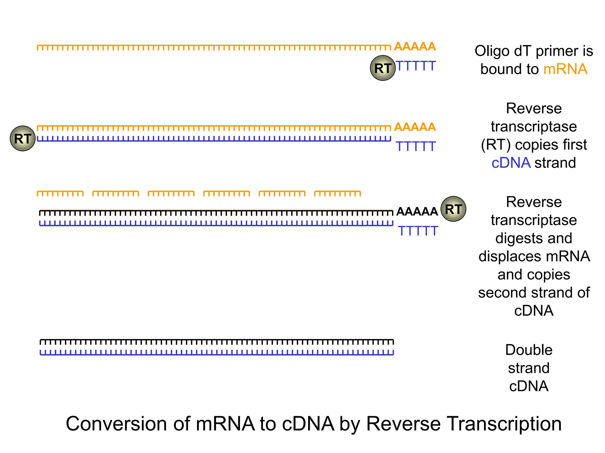 pcr-short description of process of polymerase chain reaction | PPT ...