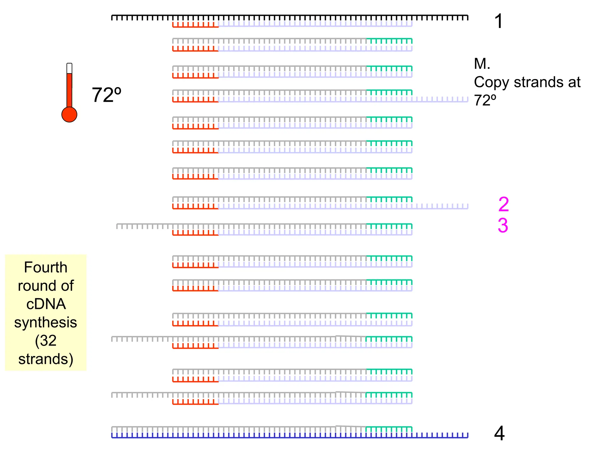 pcr-short description of process of polymerase chain reaction | PPT ...