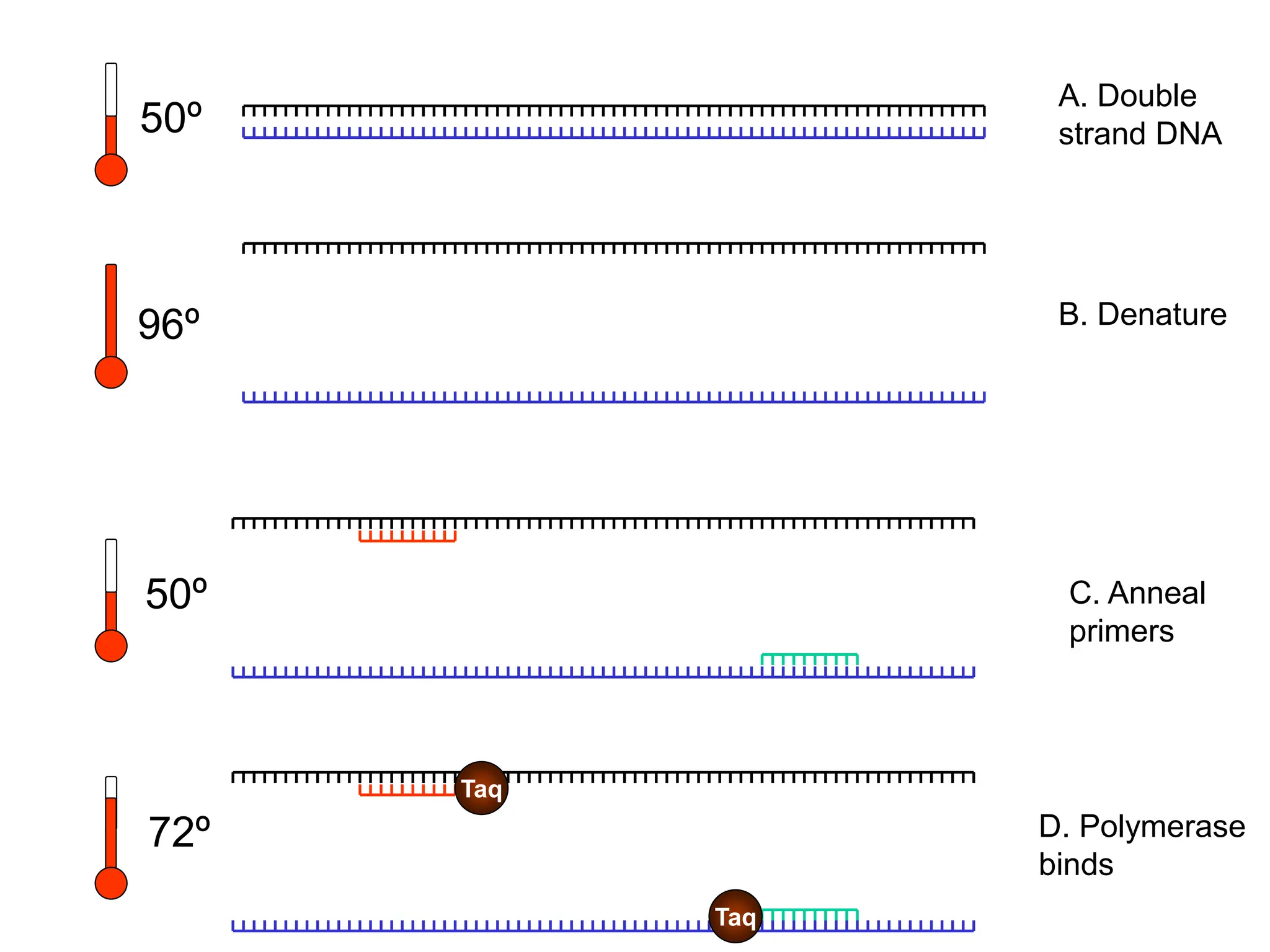 pcr-short description of process of polymerase chain reaction | PPT ...